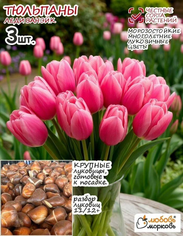 Тюльпан Луковица, Леди ван Эйк, 3 шт крупные