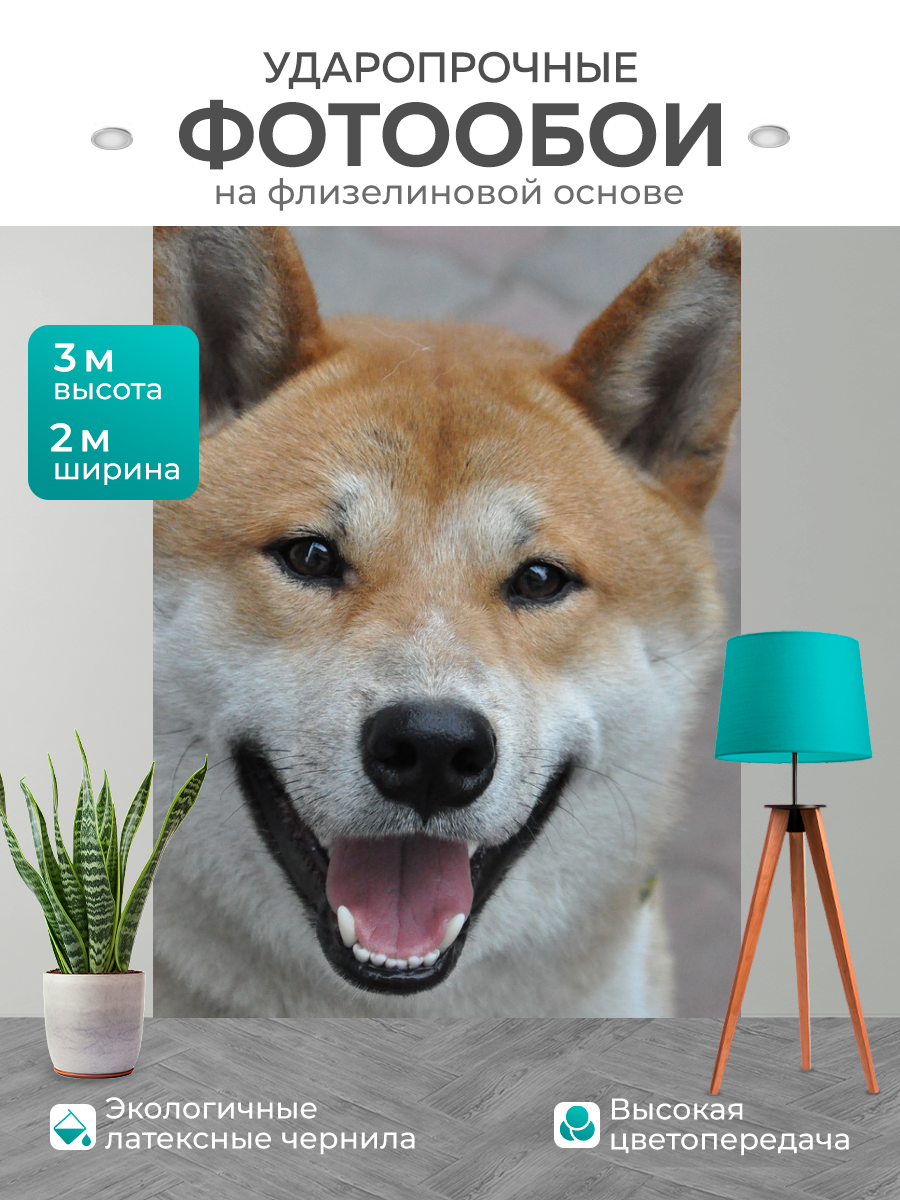 Фотообои моющиеся ударопрочные "Собака, сиба-ину, улыбка" 200x300 см. флизелиновые на стену
