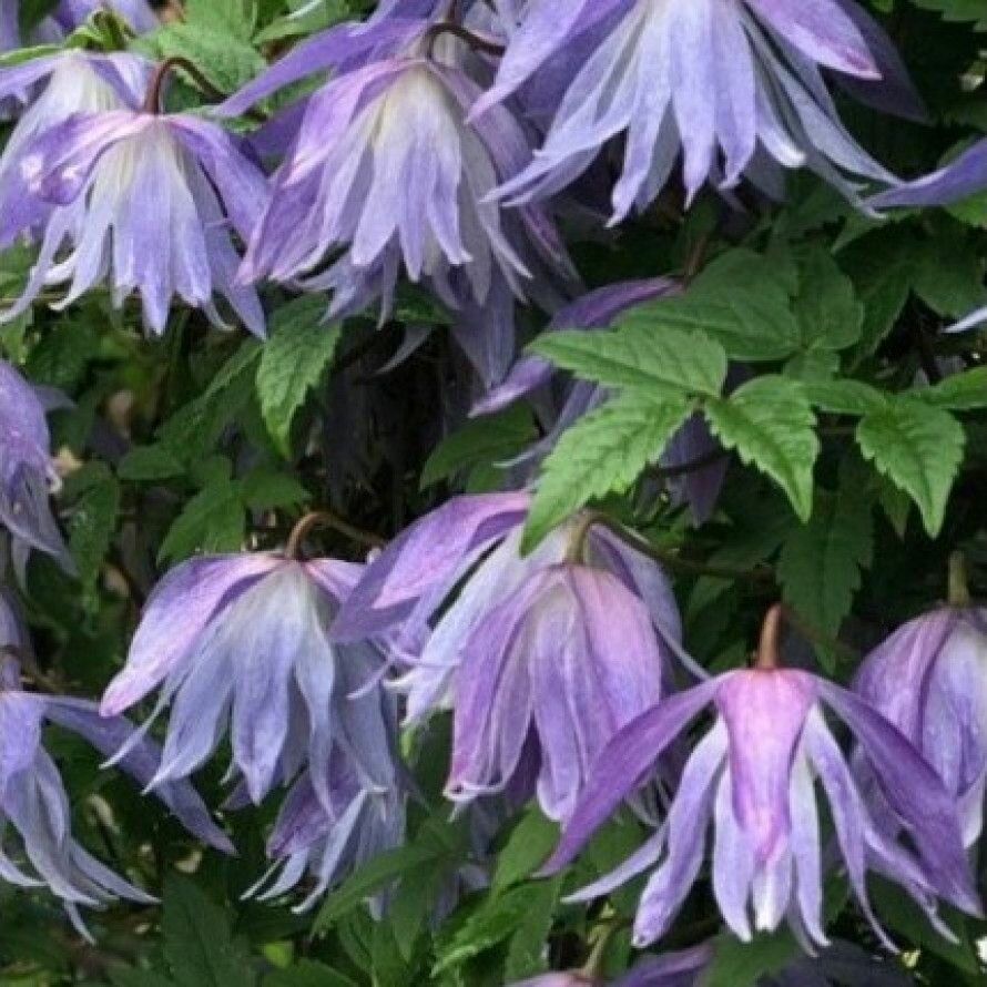 Клематис альпийский (княжик) Вайолет Сюрпрайз в горшке Р12