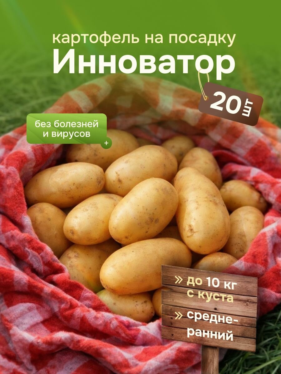 Картофель клубни на посадку Инноватор 20шт "среднеранний"