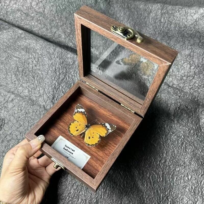 Настоящие экземпляры бабочек, образцы насекомых, трехмерная рамка