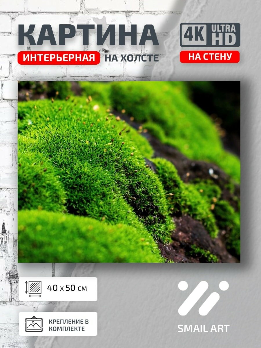 Картина на холсте интерьерная 40 на 50 на стену Макро Мох для офиса атмосфера