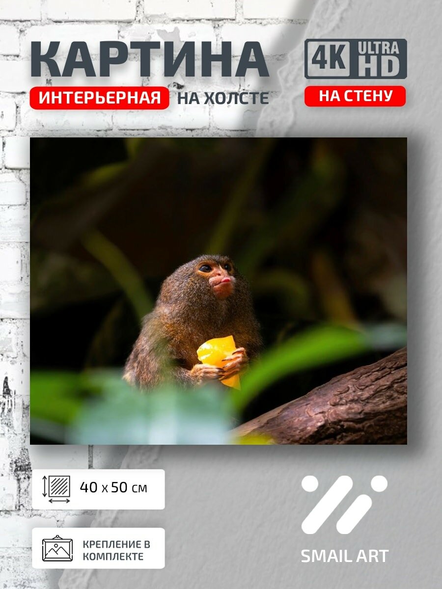 Картина на холсте интерьерная 40 на 50 на стену Животные Обезьяна для гостиной атмосфера