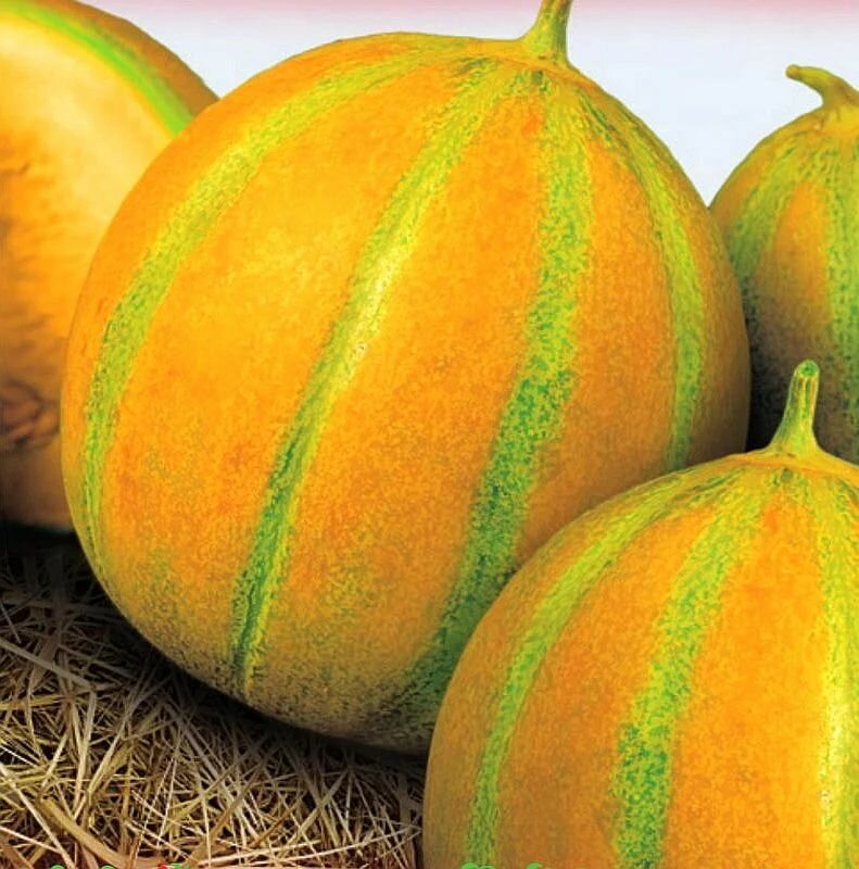 Коллекционные семена дыни Русский романс