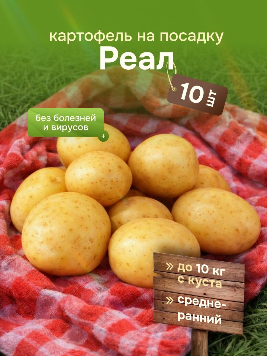 Семенной картофель на посадку Реал 10 шт (среднеранний)