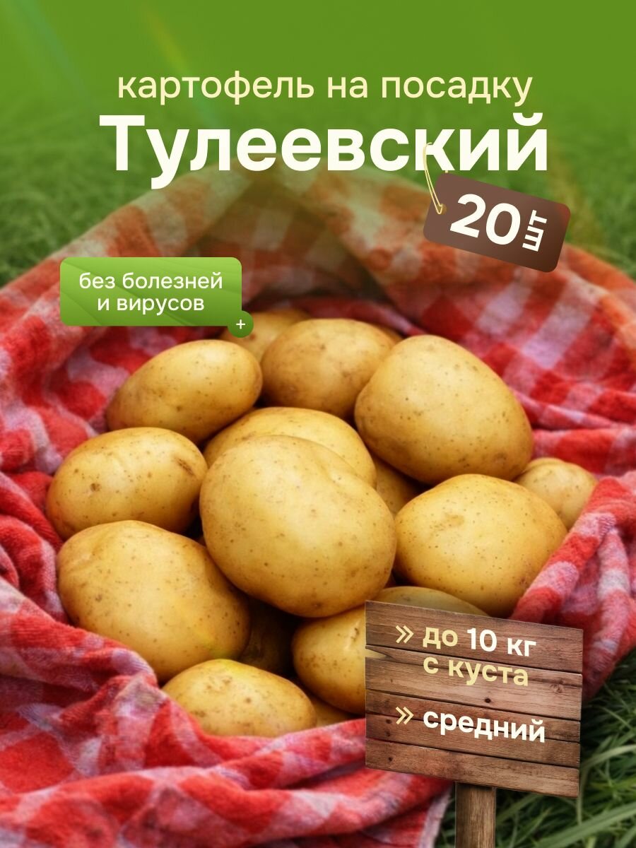 Семенной картофель на посадку Тулеевский 20 шт (средний)