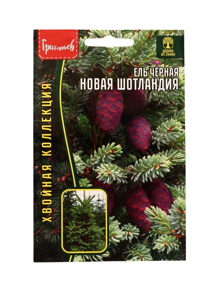 Семена цветов Ель Новая Шотландия чёрная (Nova Scotia) 20 шт. / Новинка 12.29 г. 10967292