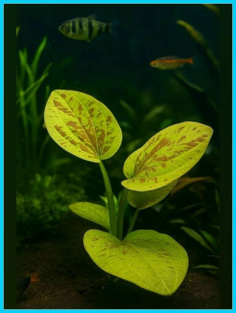 Аквариумное растение Эхинодорус Жёлтое Солнце, живое аквариумное растение