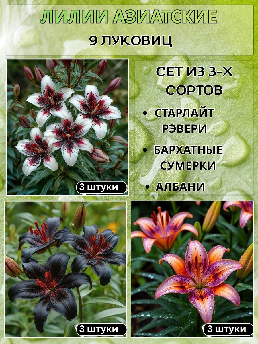 Лилии азиатские, сет из 3-х сортов, луковицы 9 штук
