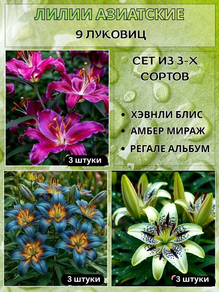 Лилии азиатские, сет из 3-х сортов, луковицы 9 штук