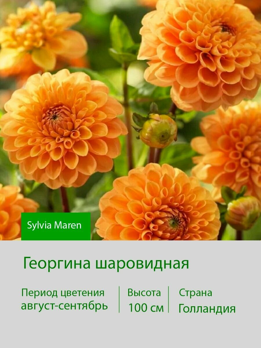 Георгина шаровидная Сильвия Марен (Sylvia Maren) 1 шт. Сотка