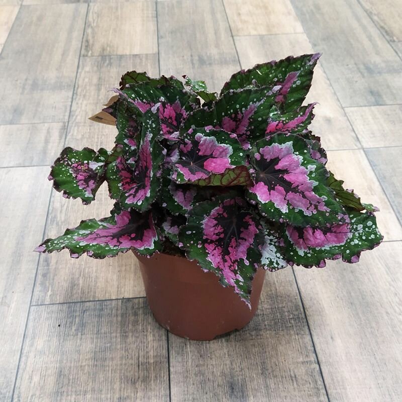 Бегония Мэрри Кристмас 17*35, живое комнатное растение в горшке, Закоренелый Цветочник