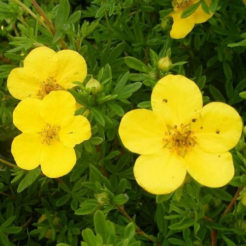 Лапчатка Голдфингер (Potentilla fruticosa Goldfinger) / морозостойкий сорт — фото 1