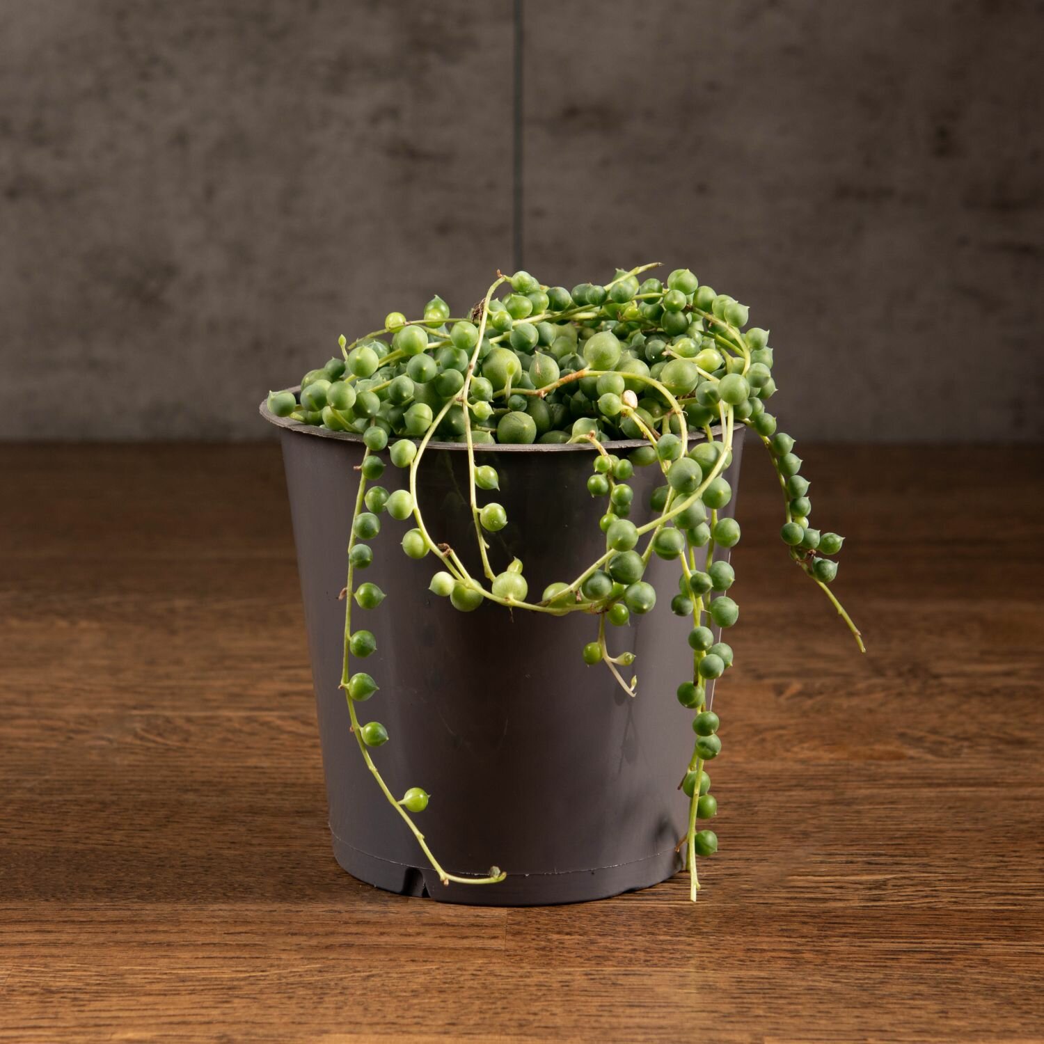 Крестовник Роули 15/12