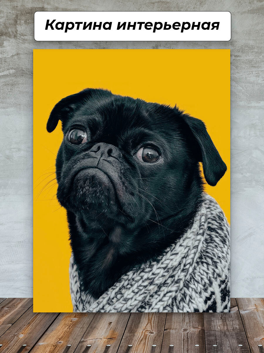 Картины для интерьера 50х70 Черная собака мопс