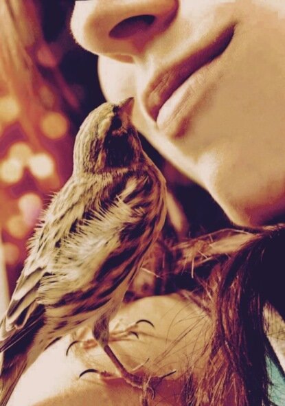 Птичьи фамилии [Цифровая книга]