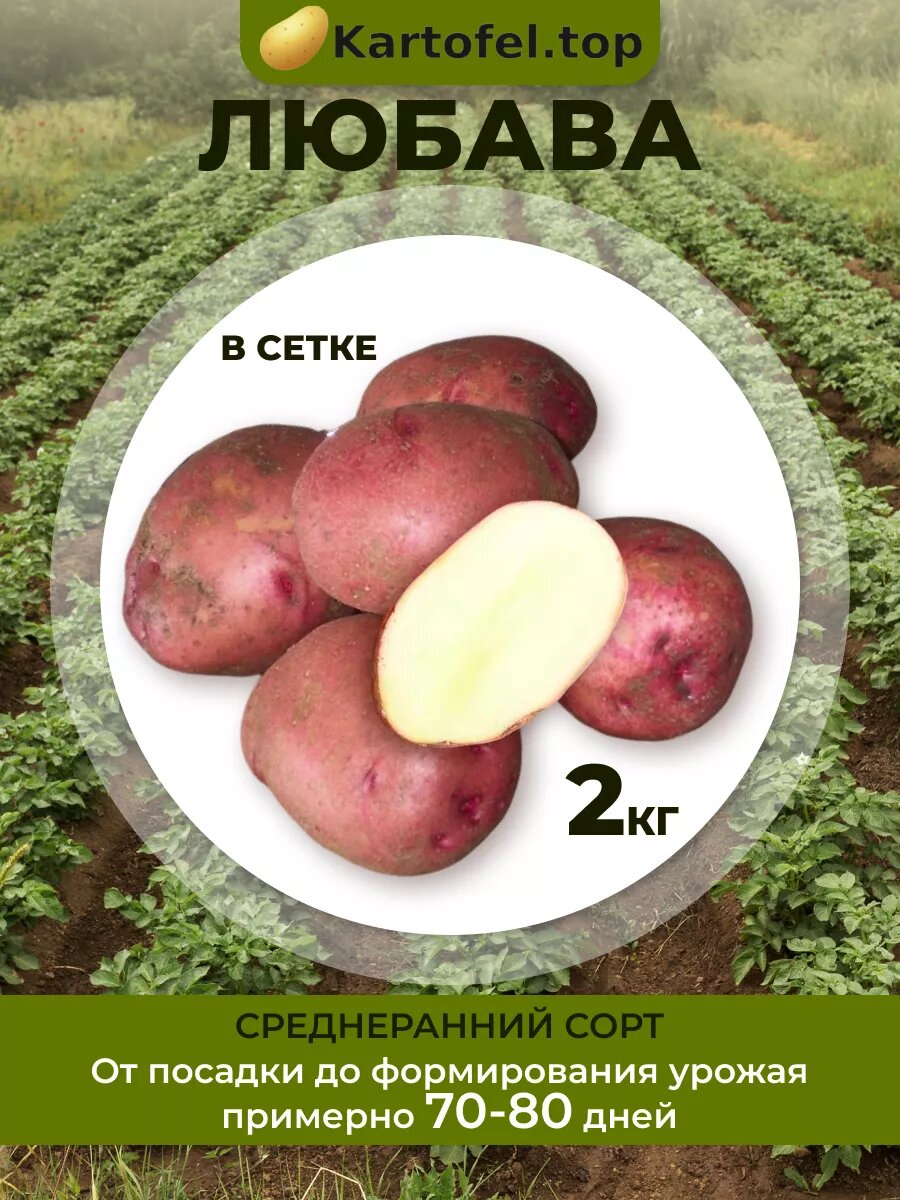 Картофель семенной Любава 2 кг
