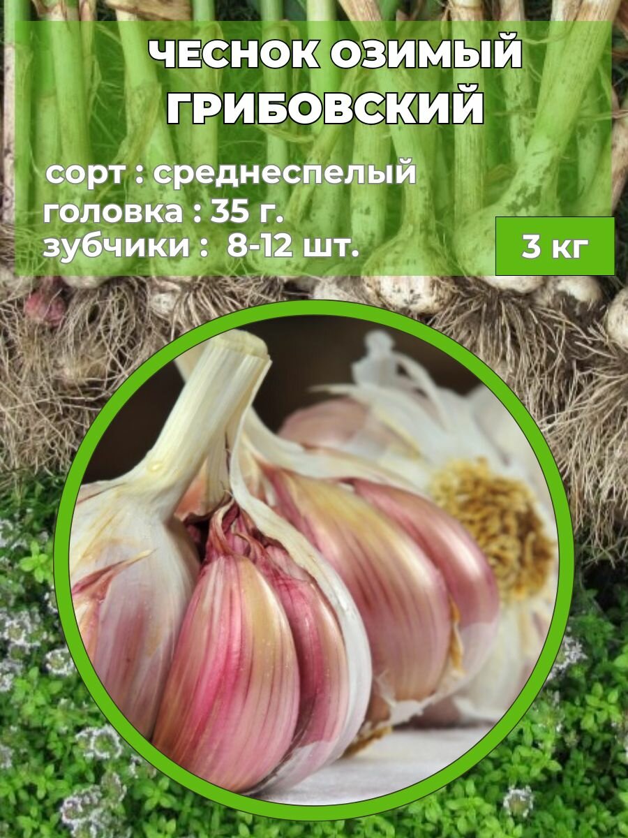 Чеснок озимый на посадку, 3 кг.