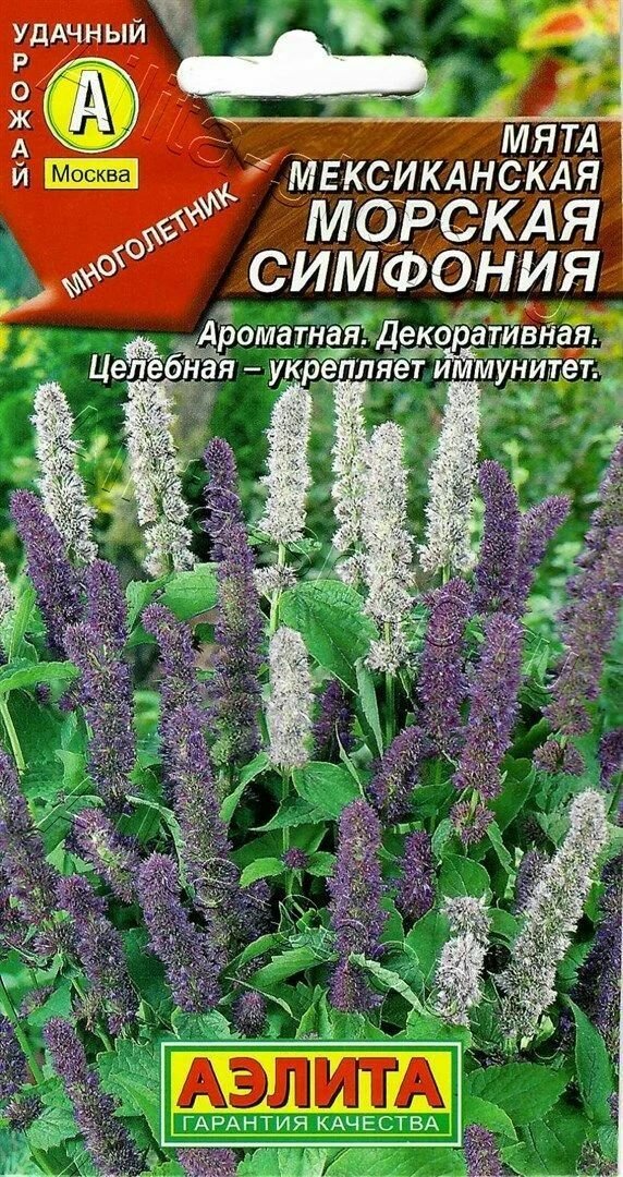 Мята мексиканская Морская симфония (3 упаковки), семена