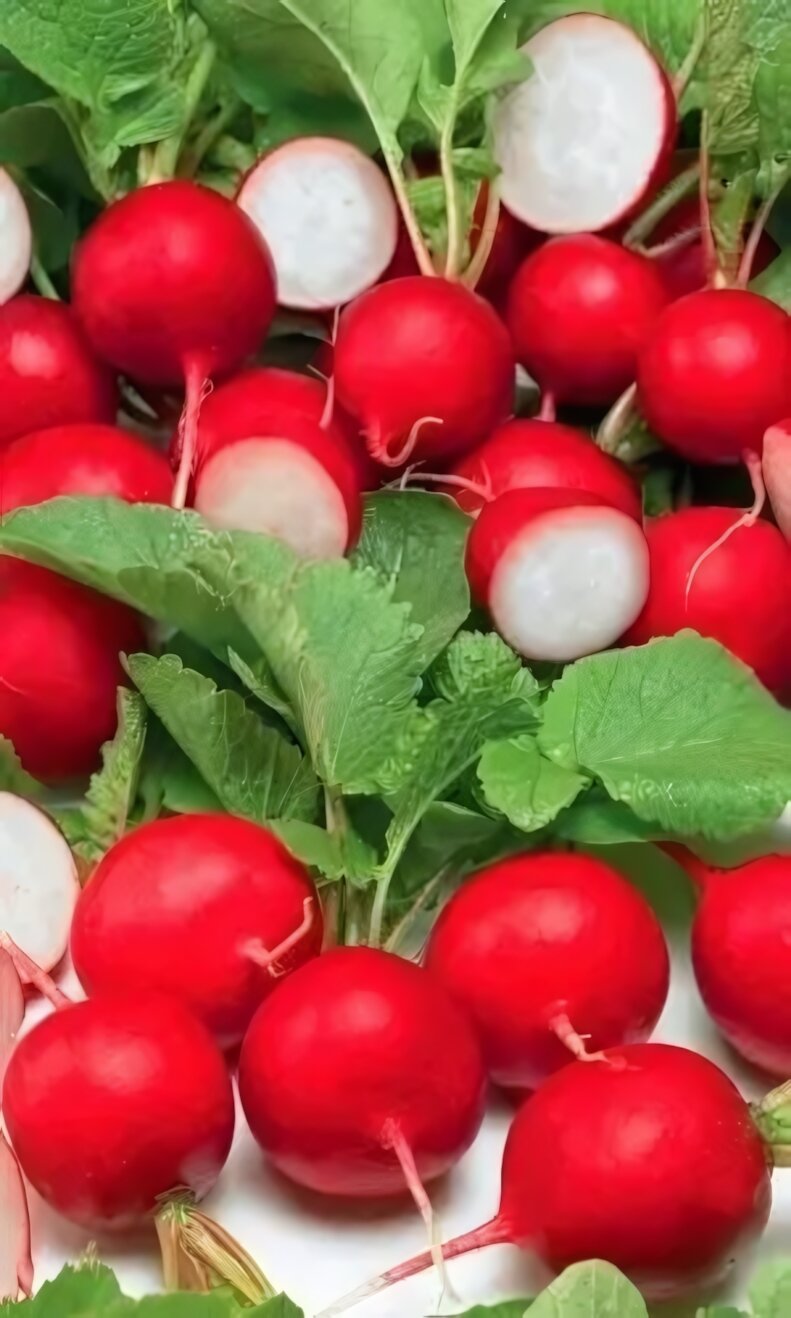 Семена редиса Ультраскороспелый 2г, Россия, для открытого и защищенного грунта, скороспелый сорт, до 30г, красный