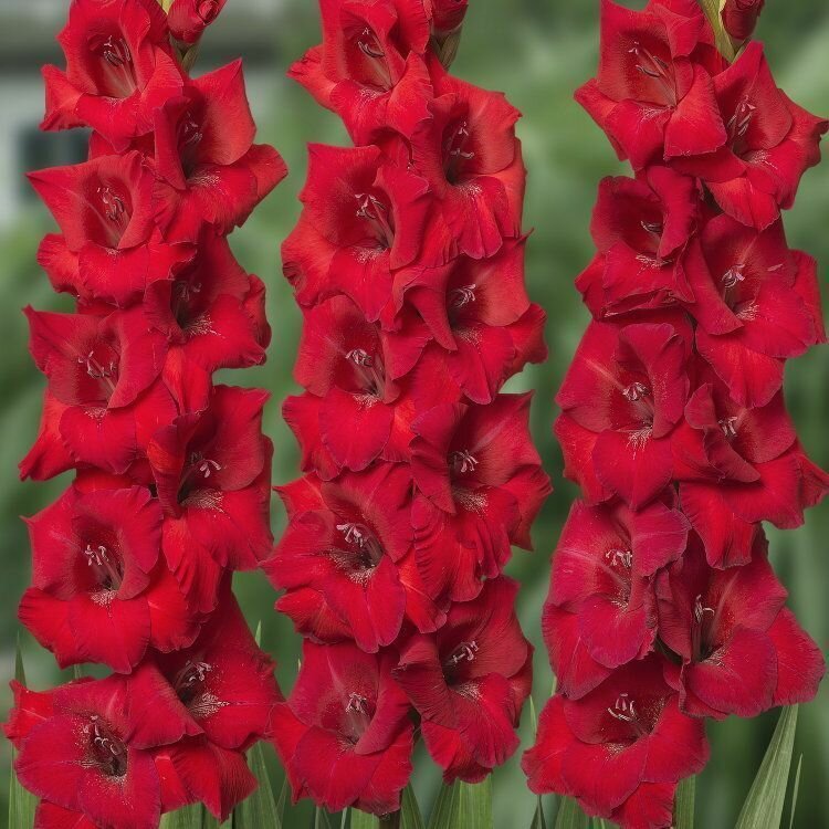 Гладиолус Адванс Рэд 1шт