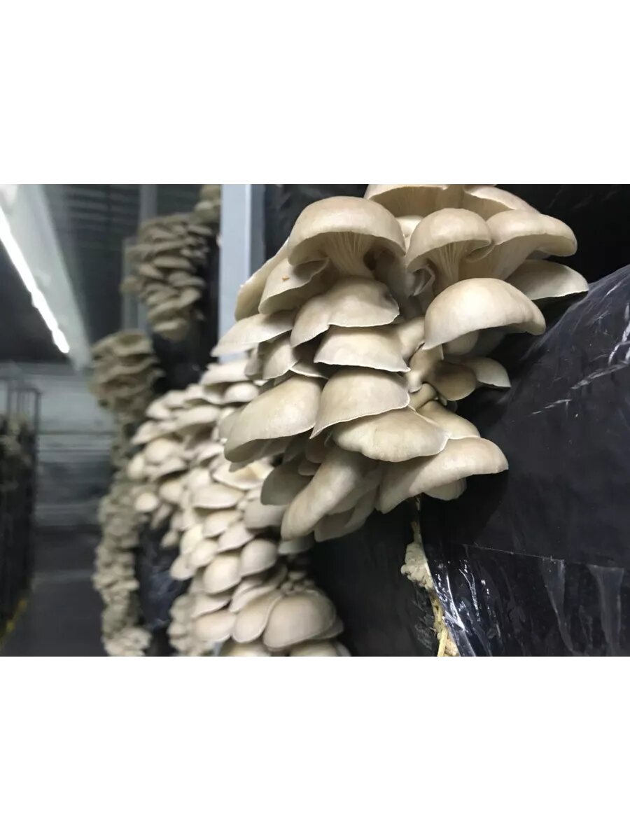 Мицелий вешенка зерновой (штамм М5) - 200 гр.