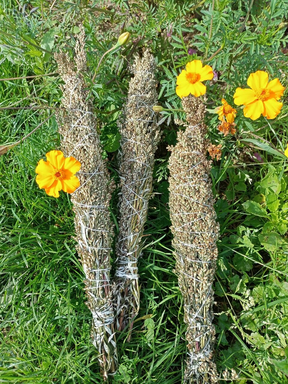 Полынь обыкновенная в скрутках. Набор из трёх штук. Для окуривания помещений, ритуалов, запарки в бане, творчества.