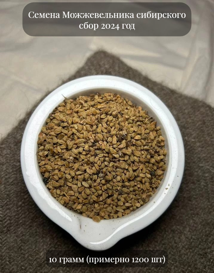 Семена Можжевельника сибирского, 10 грамм (примерно 1200 семян)