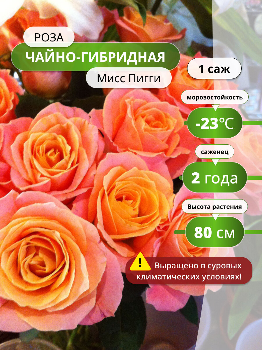Роза чайно-гибридная "Мисс Пигги", , многолетняя, высота 35 см, розовая