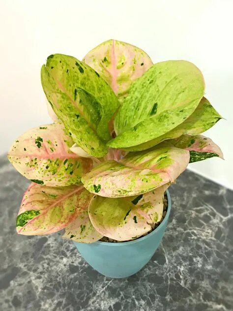 Аглаогема Эппл Фентези h-40/d-12