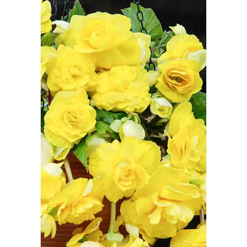 Клубень - бегония Пендула Желтая ( каскадная ) 1 шт , Садовита