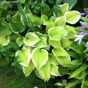 Хоста Фрагрант Букет (1 корневище в пакете с торфом), Нидерланды