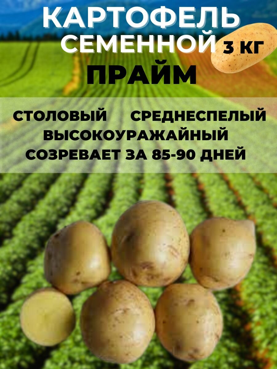 Картофель семенной