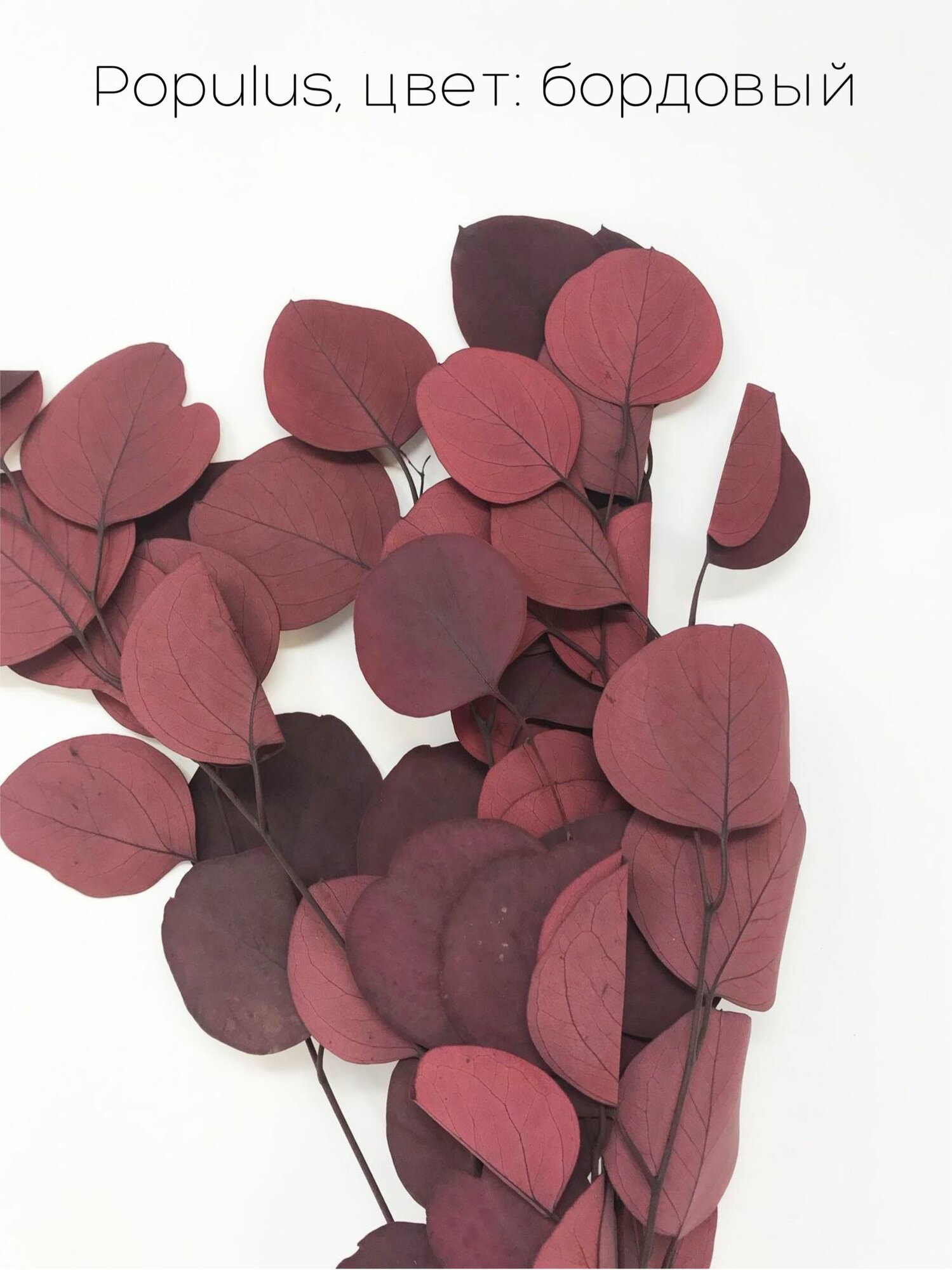 Эвкалипт стабилизированный / Популус (Eucalyptus Populus) 70-75 см