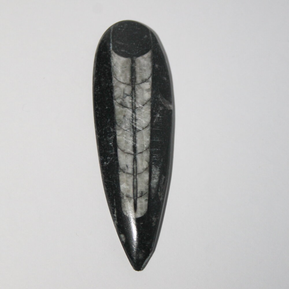 Ортоцерас, древний моллюск кабошон, 71х21х5 мм, Марокко, "True Stones"