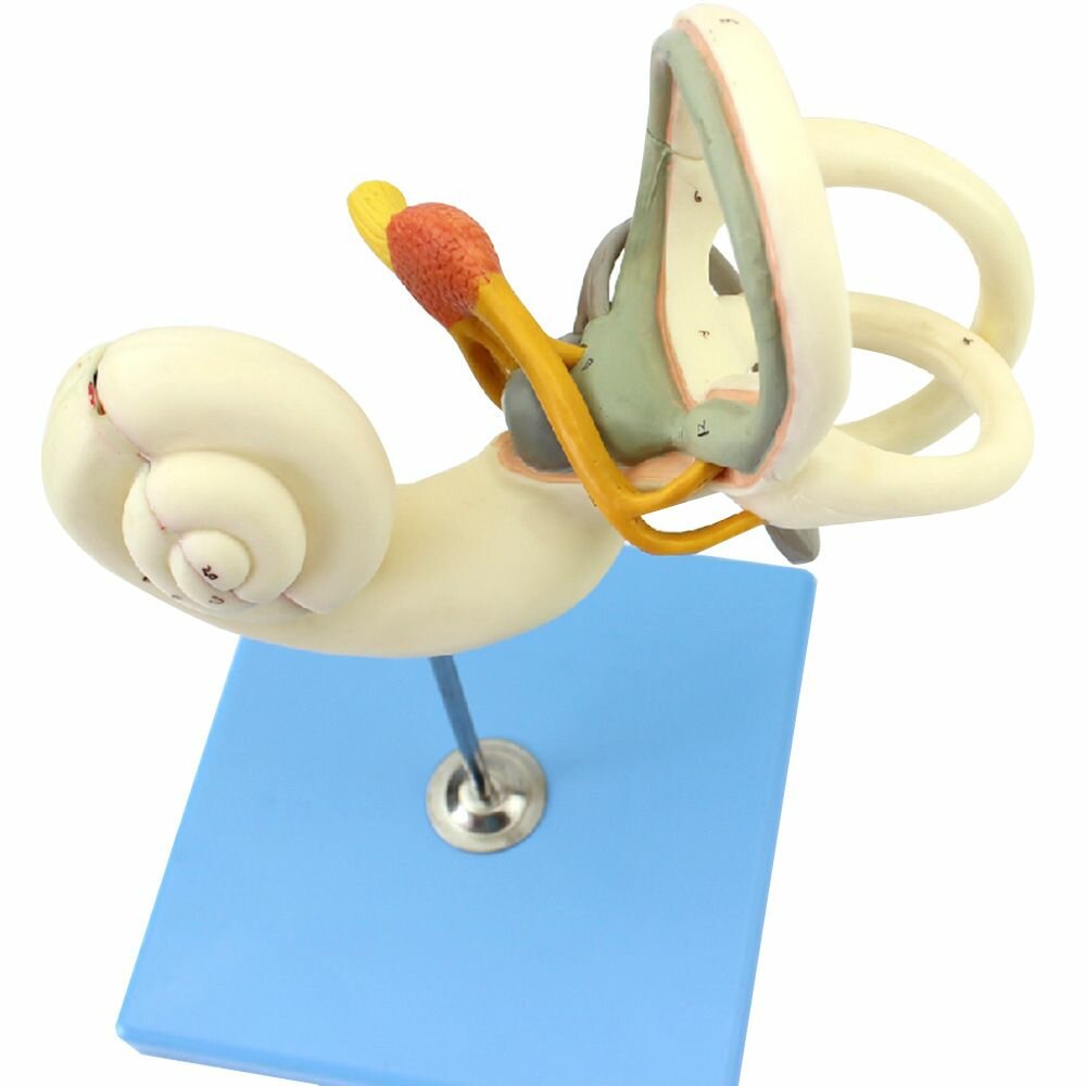 Увеличенная модель полукружных каналов лабиринта внутреннего уха человека