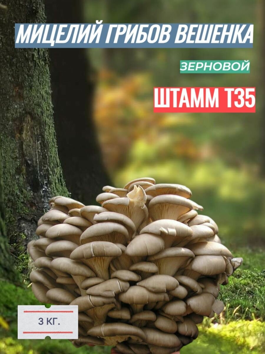 Мицелий грибов вешенка зерновой (штамм Т35) - 3 кг.