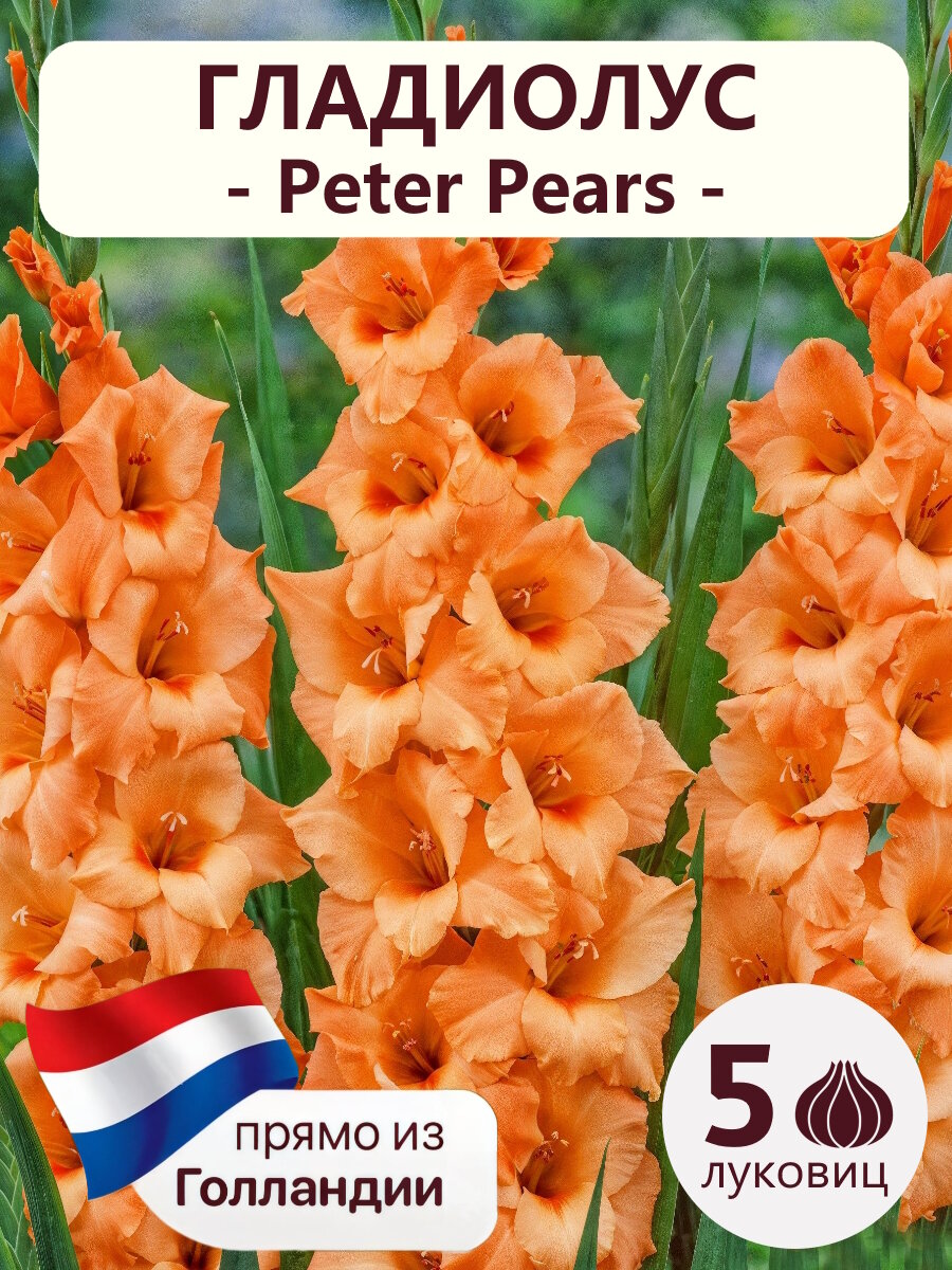 Гладиолусы луковицы крупноцветковые Питер Пирс (Peter Pears), 5 шт