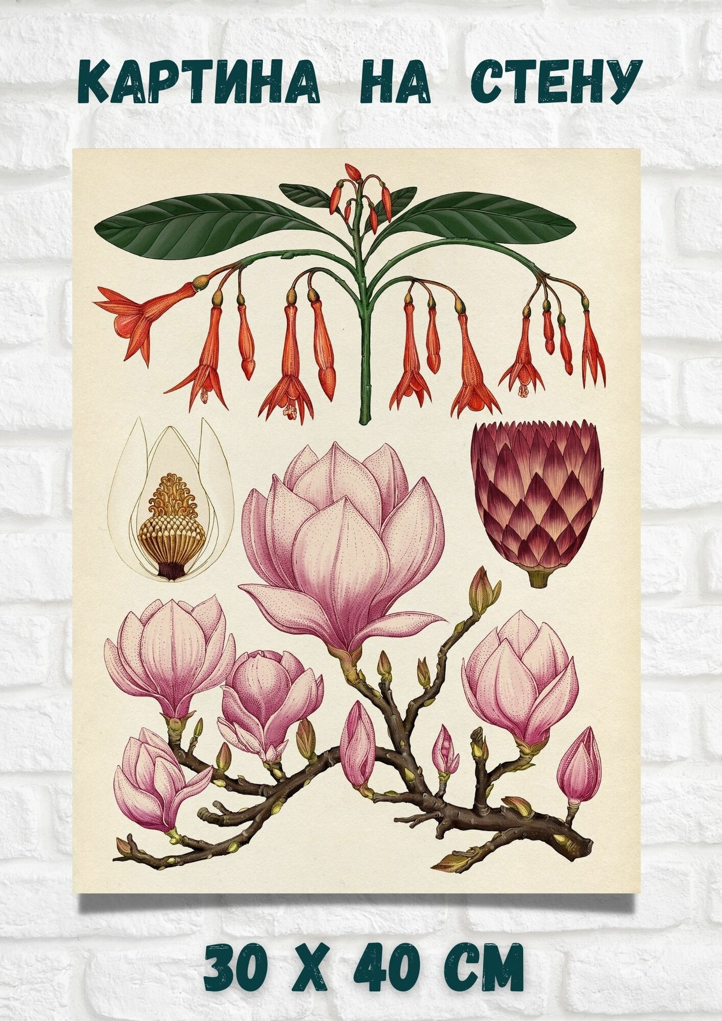 Картина на холсте в стиле Ботаника "Цветы в разрезе" 30х40