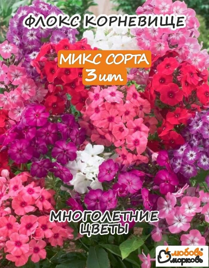 Флоксы Корневище, Микс сортов, 3 шт