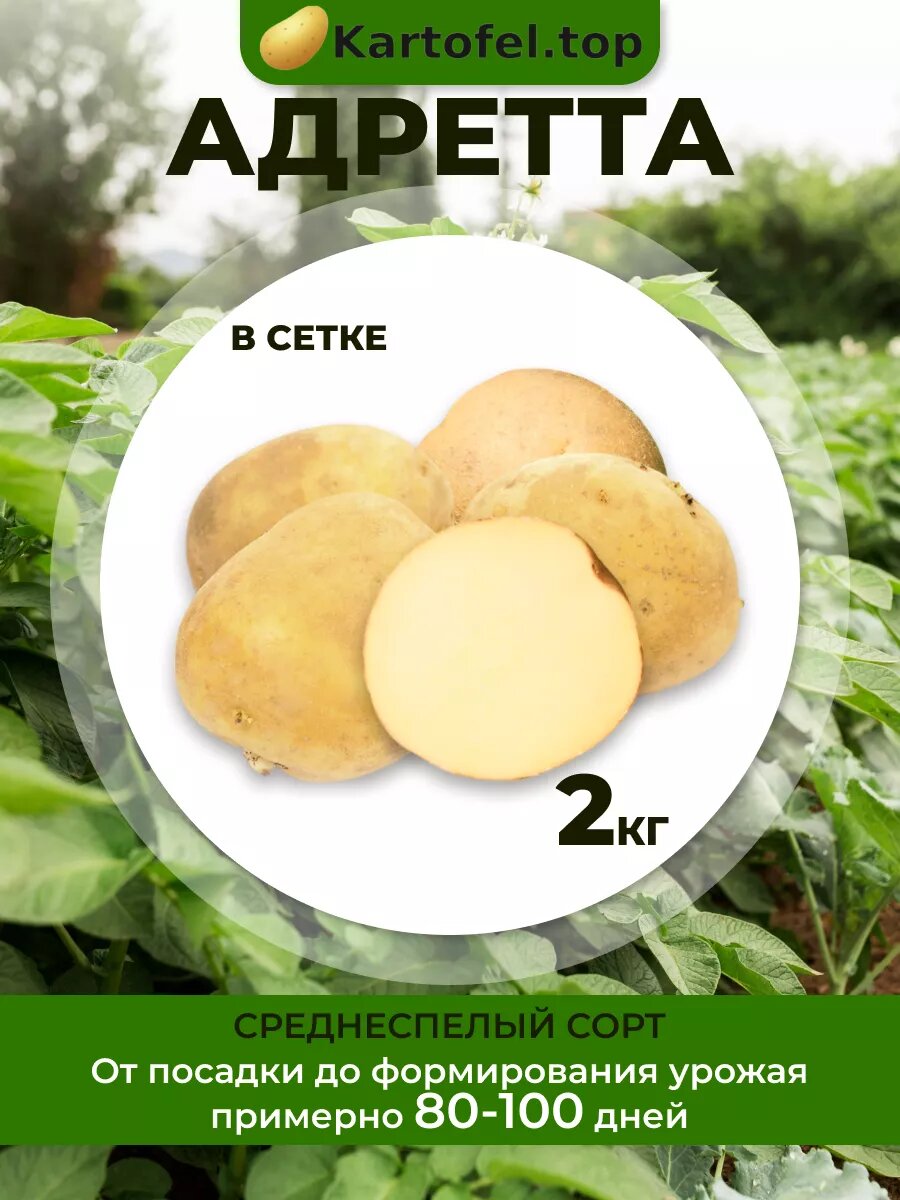 Картофель семенной Адретта