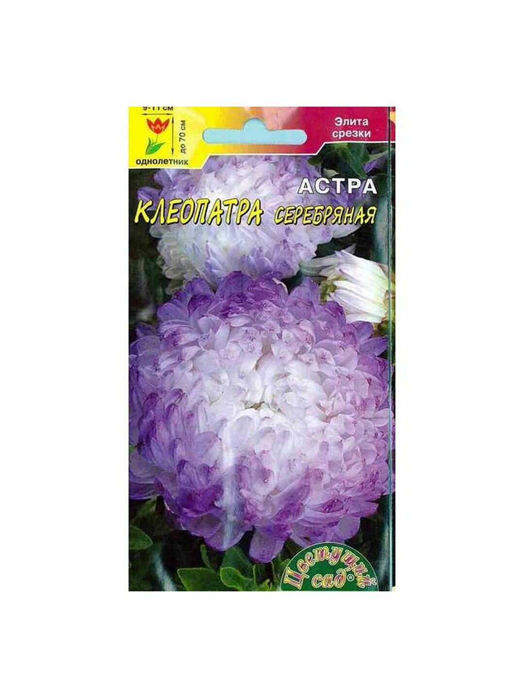 Семена Астра Клеопатра серебрянная, однолетник, Цветущий Сад, 1 пачка - 0.2г семян