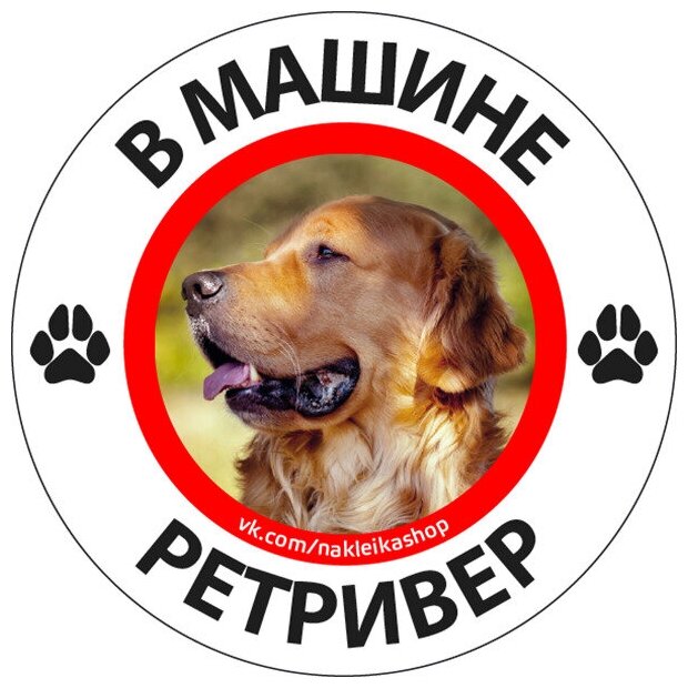 Наклейка Собака в машине / ретривер, 15х15 см