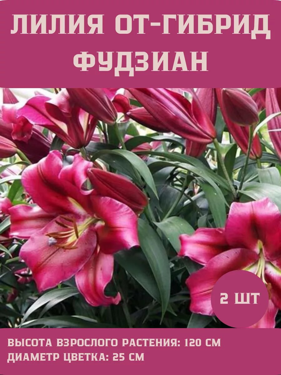 Лилия от-гибрид; Луковицы лилий