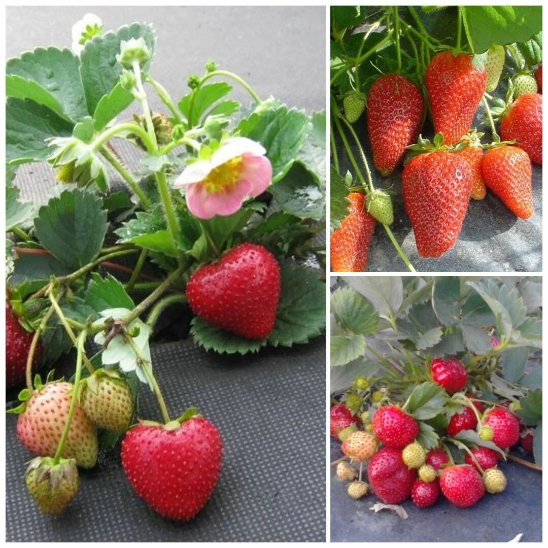 Комплект саженцев земляники Добрый вечер 3 шт