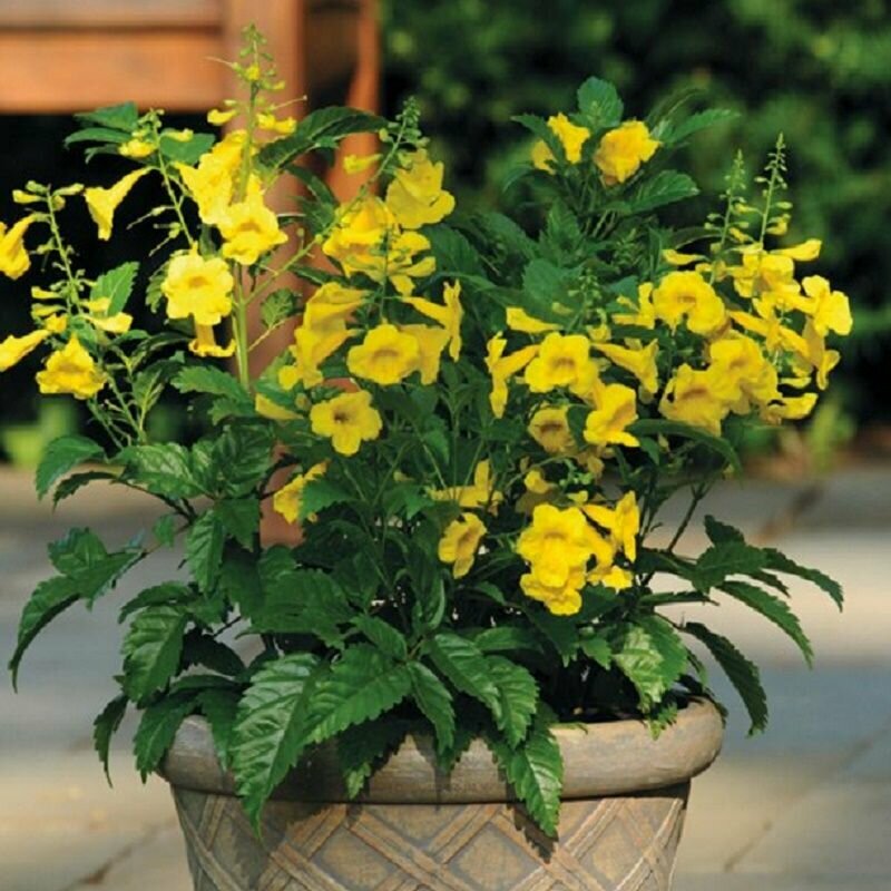 Текома, Цветочная лиана, семена