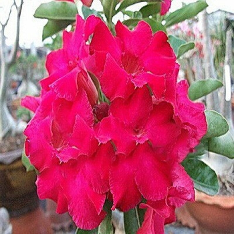 Адениум, Adenium Obesum Desert Rose Lake of Siam, Сиамское озеро, семена