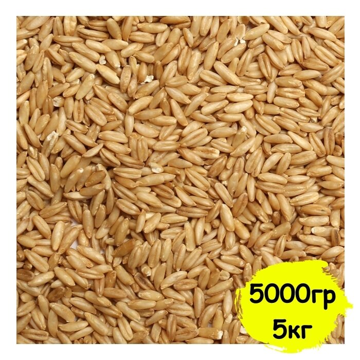 Овес (кубанский) для заваривания и проращивания, Микрозелень для проращивания 5 000 гр, 5 кг