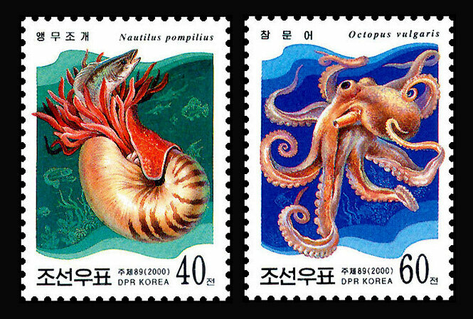 Почтовые марки Северная Корея 2000г. "Морские животные (головоногие)" Рыбы MNH