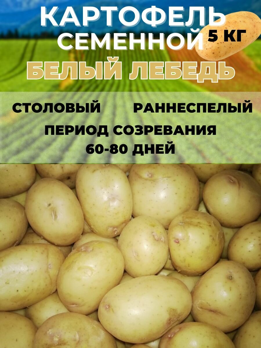 Картофель семенной, на посадку
